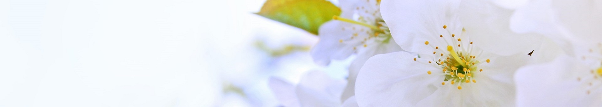 WS Morant Wright Japan Fund - Morant Wright